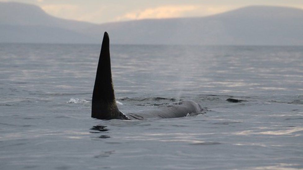 Pictures: Icelandic orcas spotted in sea off Scotland - BBC Newsround