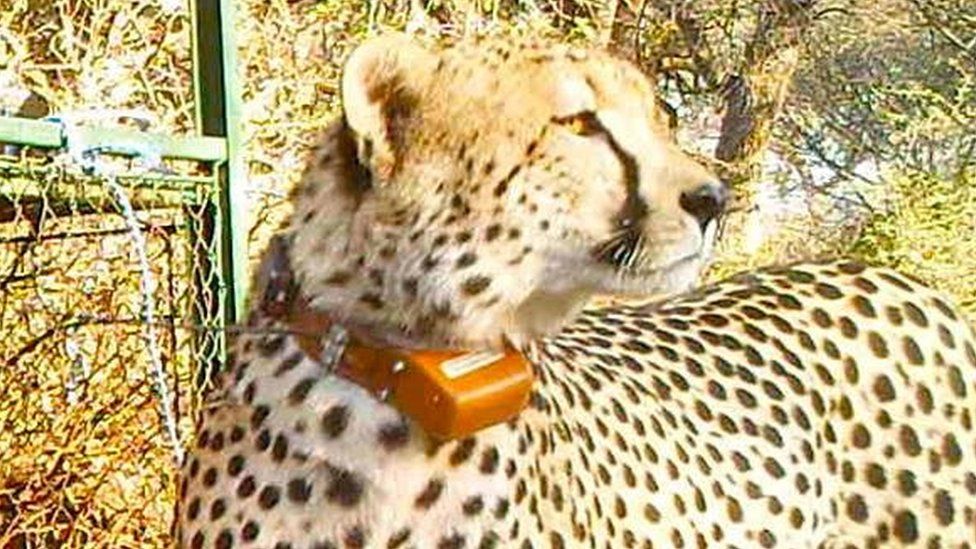Botswana cheetah Legolas killed in 'unnecessary' attack - BBC News