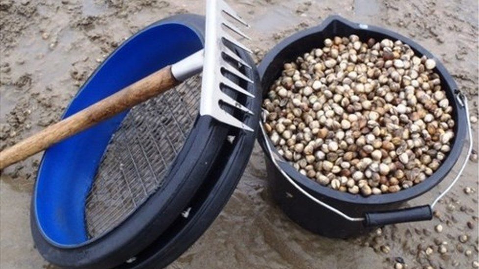 Dee Estuary cockle beds to reopen with restrictions - BBC News