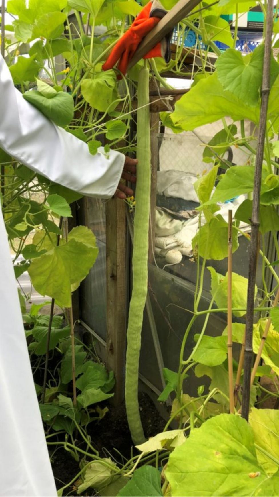 Derby grandfather grows giant cucumber - BBC News