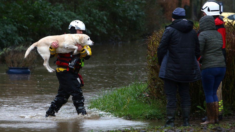 Floods: How do you keep pets safe? - BBC Newsround
