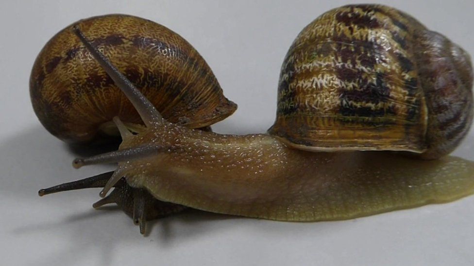 Jeremy the 'leftie' snail's search for love is a snailure! - BBC Newsround