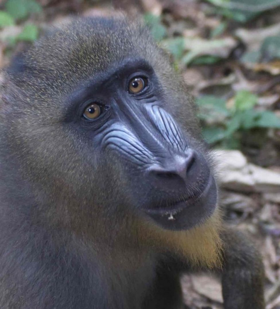 Conservation: Re-releasing primates into the wild 'helps their ...