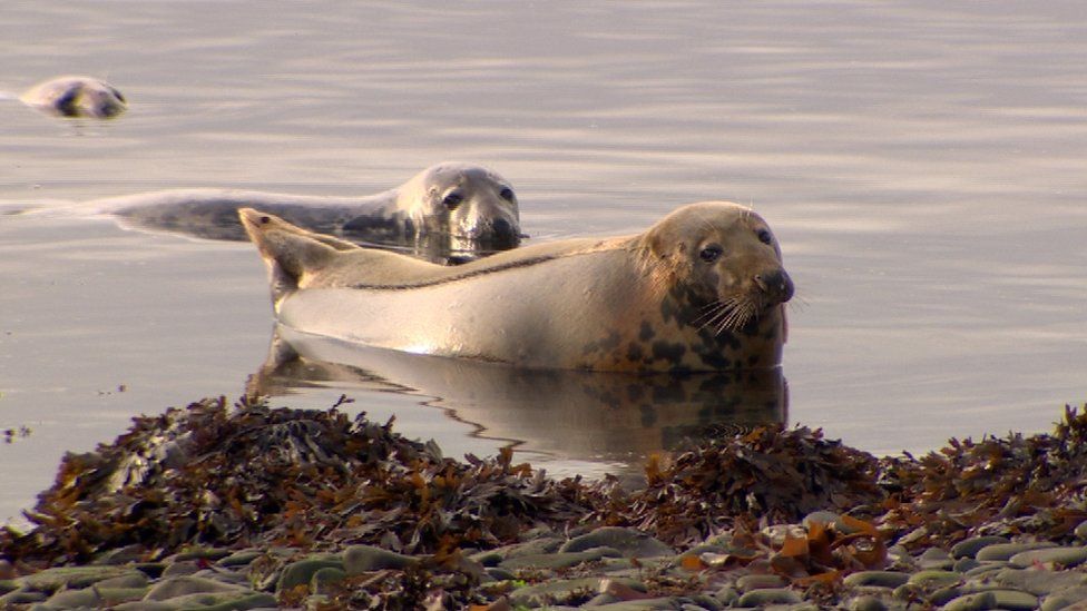 Grey seal population flourishing in Northern Ireland's waters - BBC News