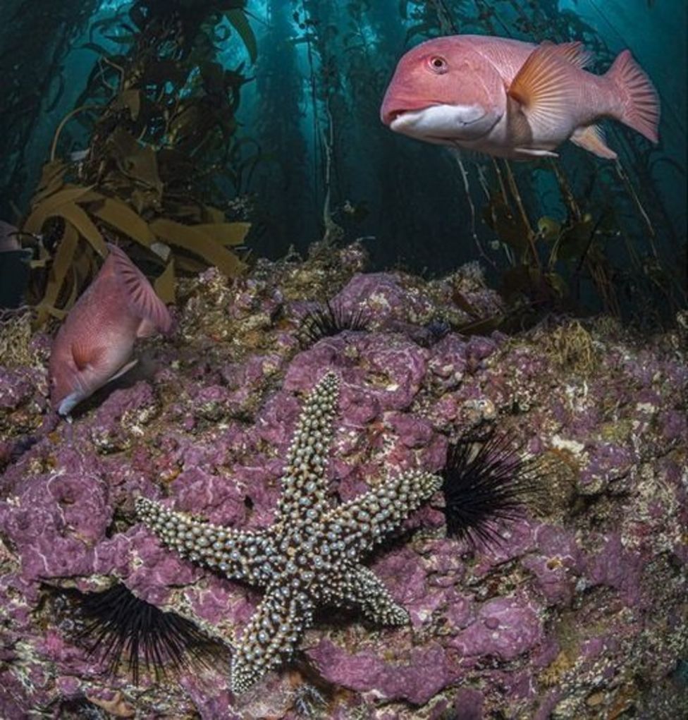 World Oceans Day: Check out these amazing ocean pics - BBC Newsround
