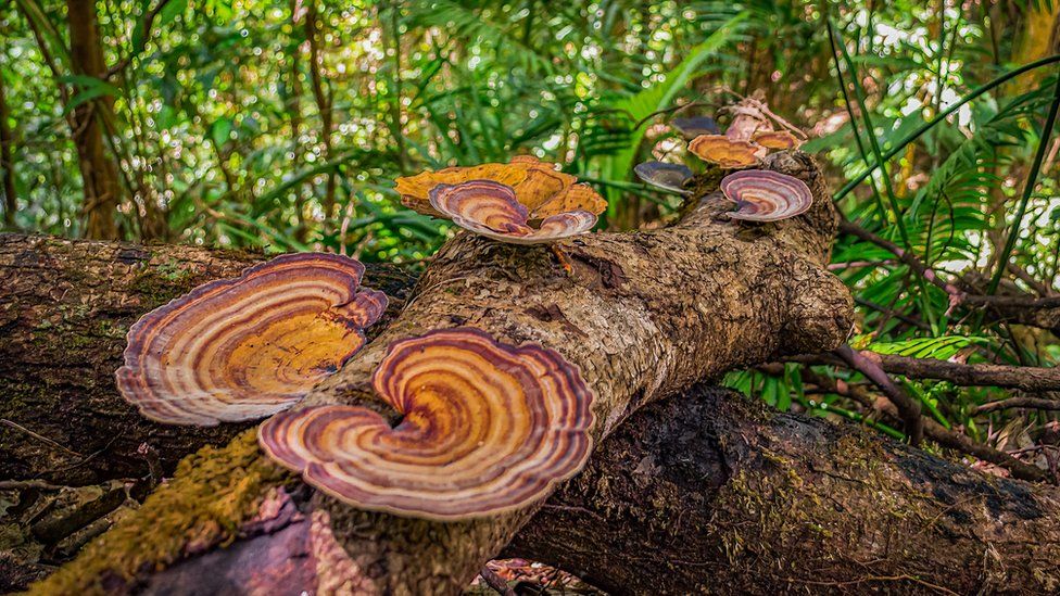 2.5 million species of fungi yet to be discovered, but many under ...