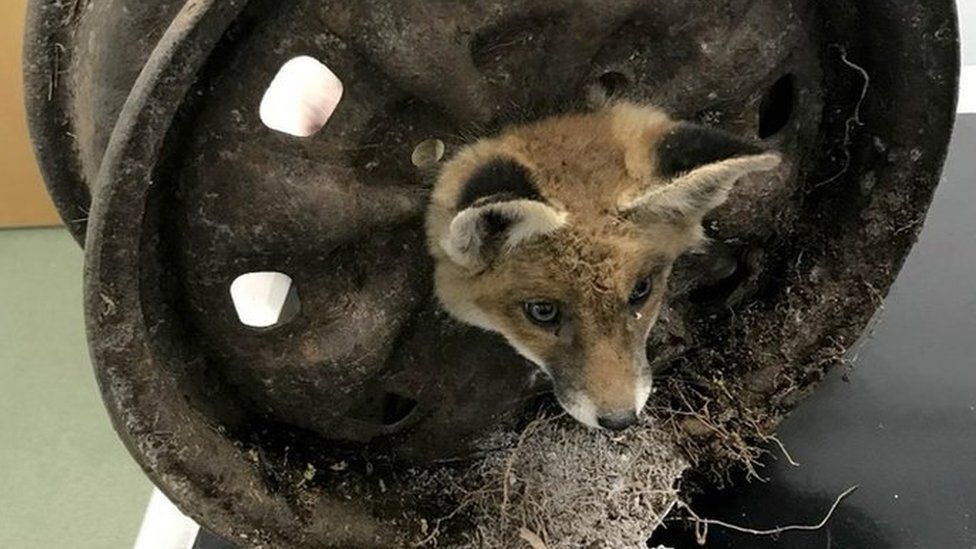 Five fox cubs rescued from old car wheels in a month in London - BBC News