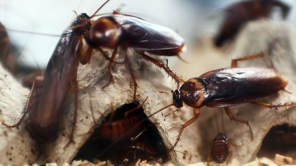 Zoo's Valentine cockroach revenge for ex-lovers - BBC News