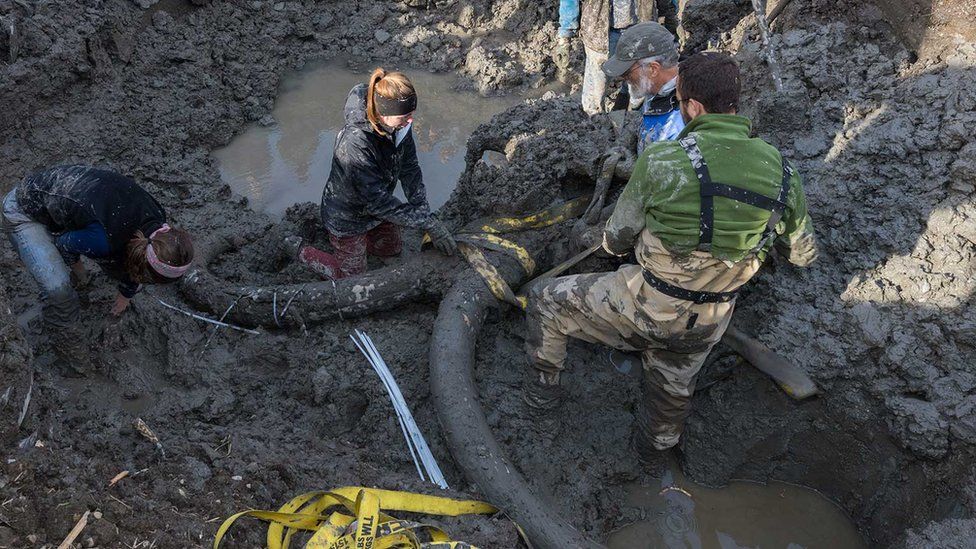 Michigan farmers discover woolly mammoth skeleton - BBC News