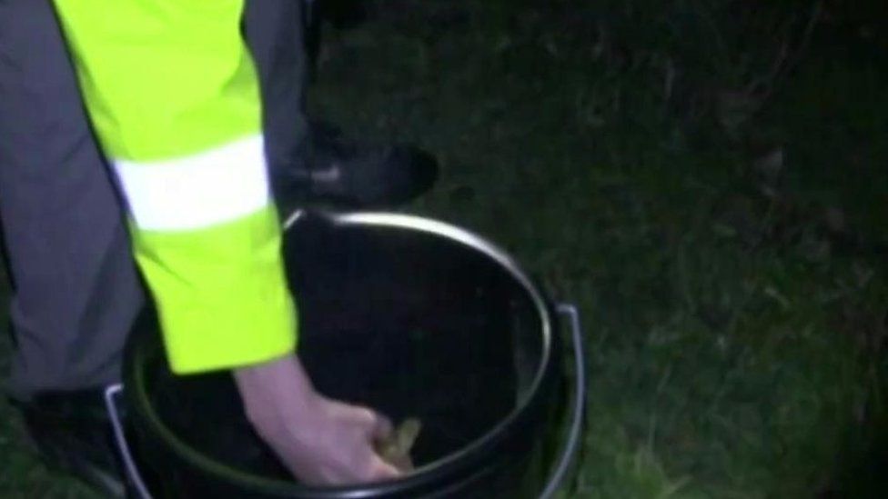 Fussy toads 'need help' to return to breeding ponds - BBC News