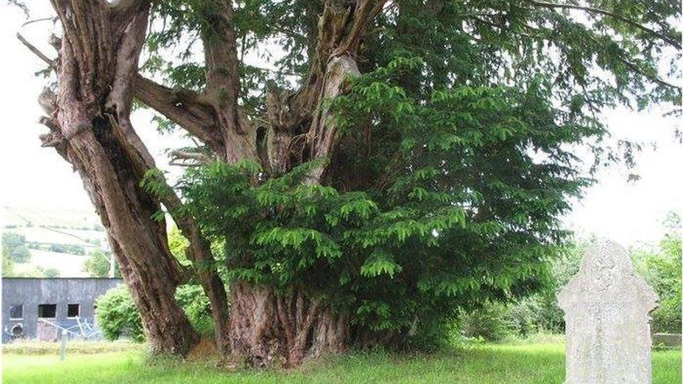 Hanes derwen Pontfadog a'n coed hynafol eraill - BBC Cymru Fyw