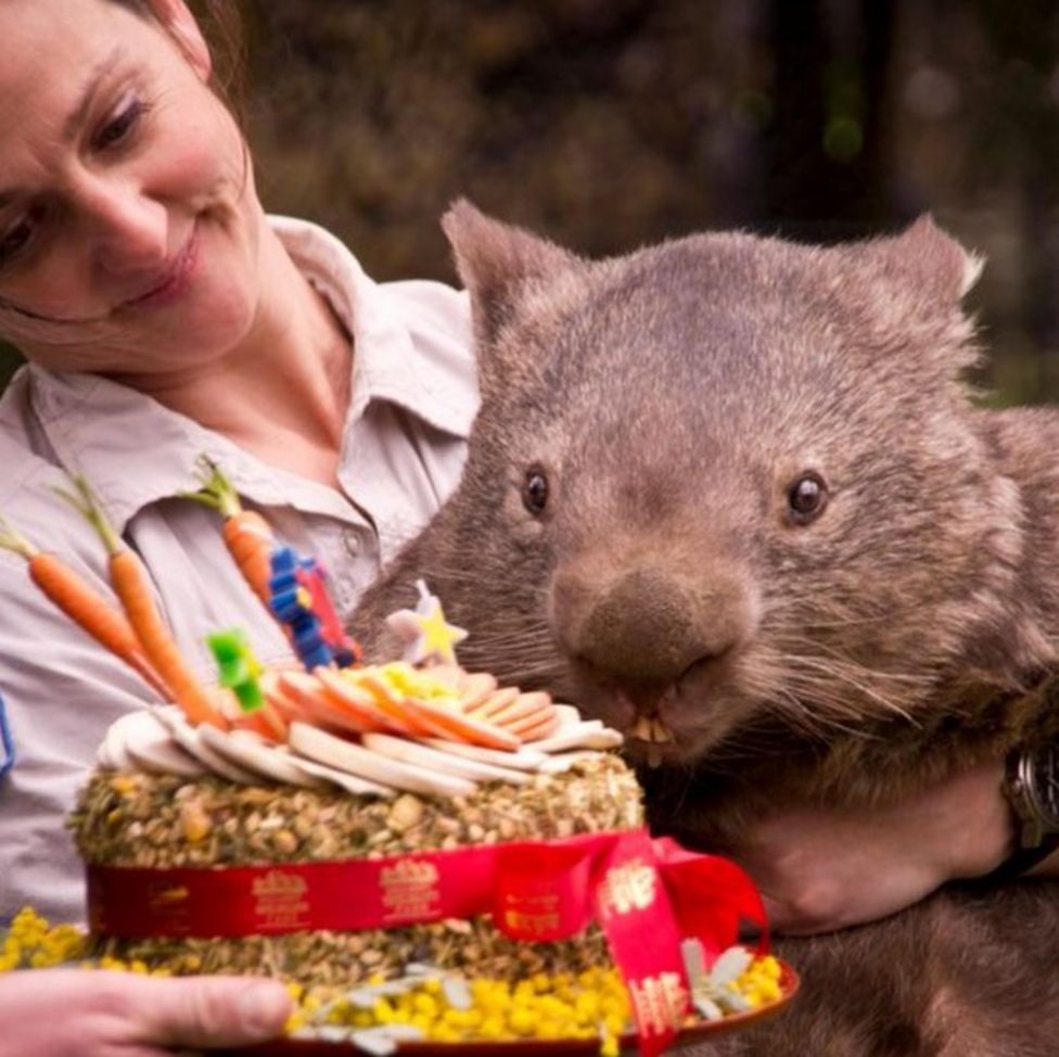 Patrick the wombat dies, and Zara criticised for 'Pepe' skirt - BBC News