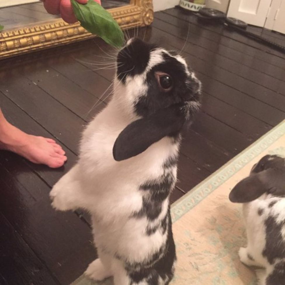 You sent your pictures of cared-for rabbits - BBC News