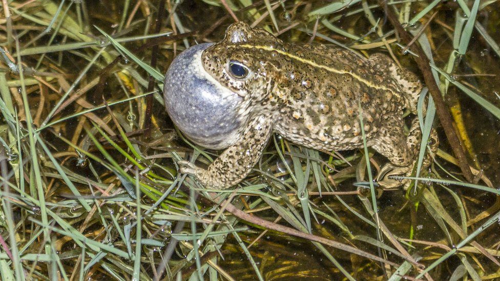 Natterjack toad numbers increase fivefold on Mersehead reserve - BBC News
