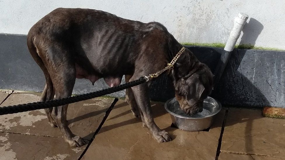 Puppies rescued at Belfast Port in illegal dog trafficking crackdown ...