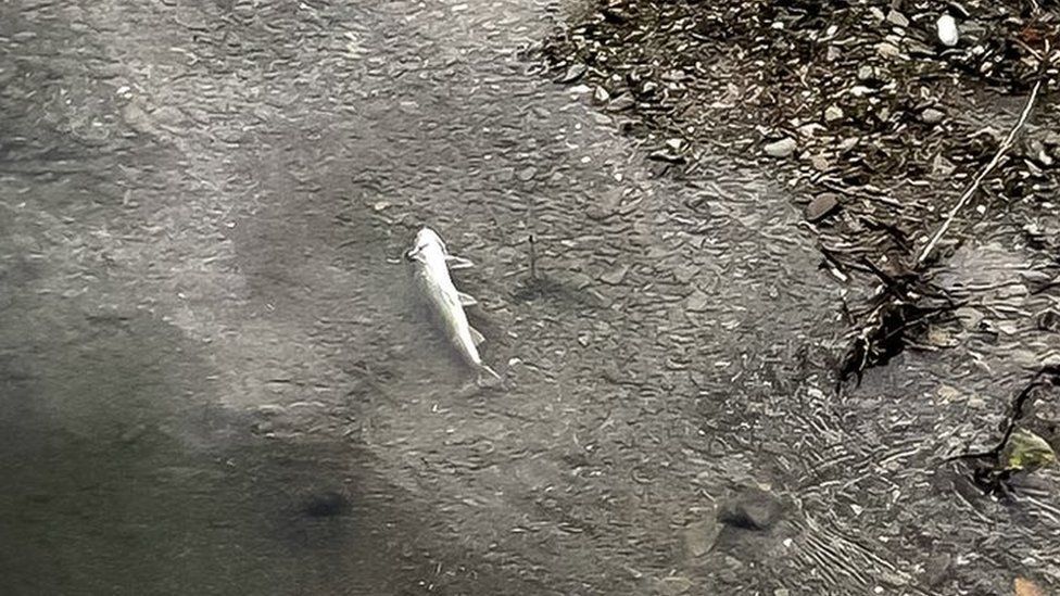 Mold: River Alyn pollution levels fall after Synthite factory fire ...