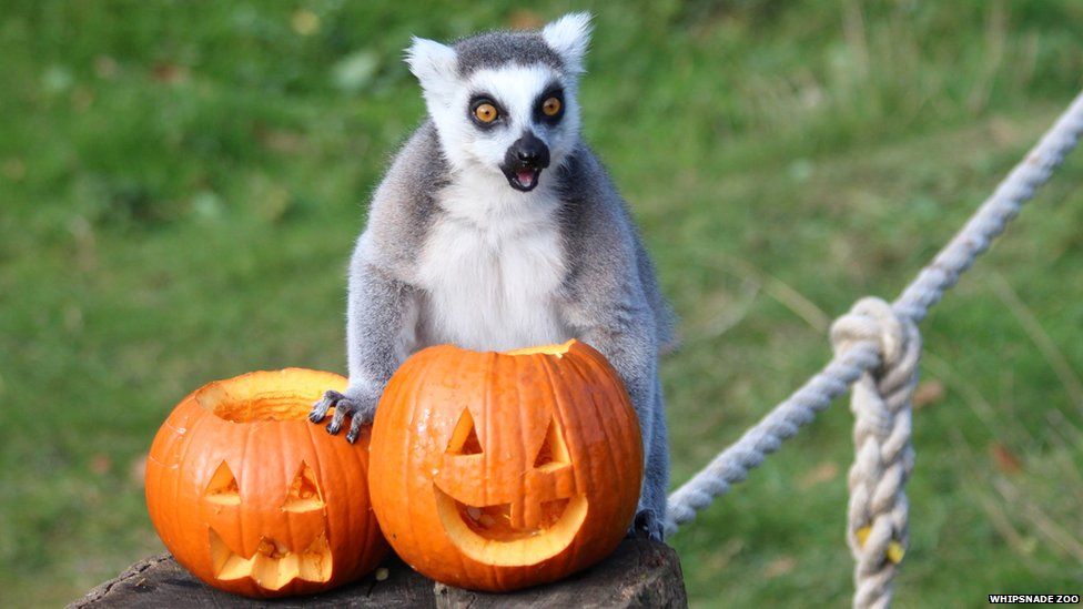 Halloween: Zoo animals get a spooky surprise! - BBC Newsround