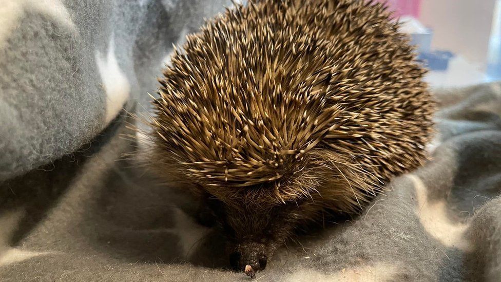Castleford: Hedgehog found clamped to road bollard - BBC News