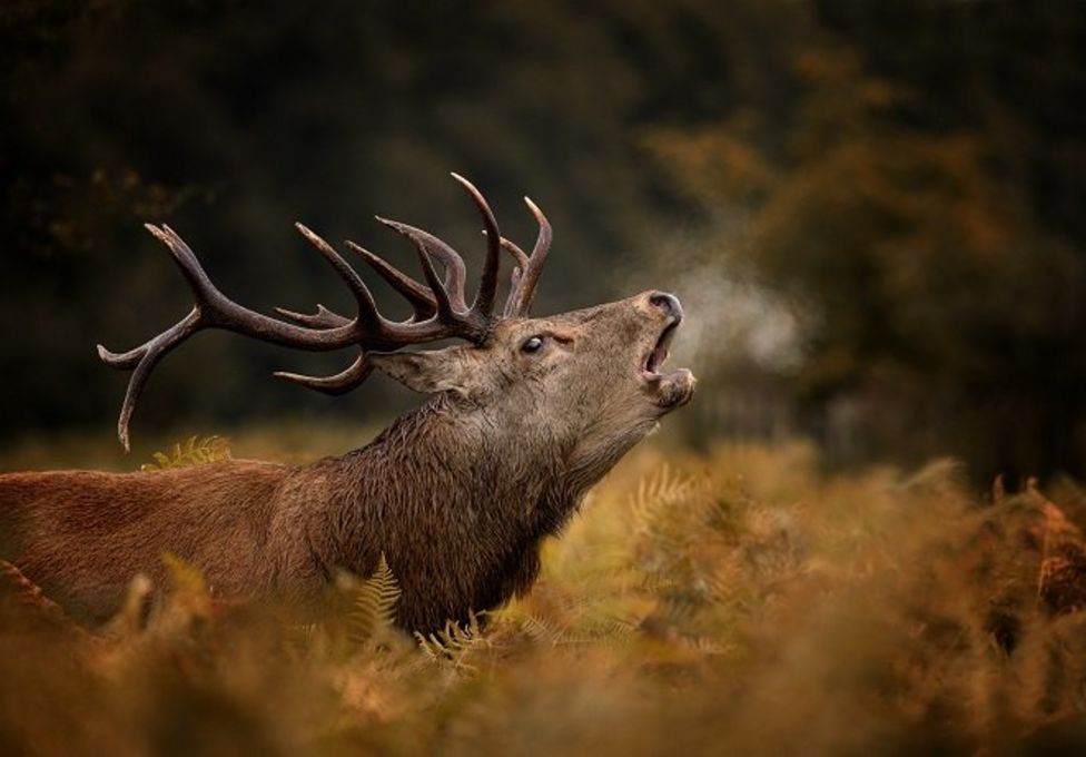 Amazing award-winning animal photos - BBC Newsround
