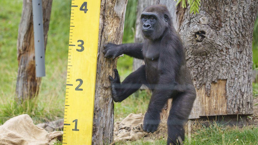 London Zoo's big annual animal count begins - BBC Newsround