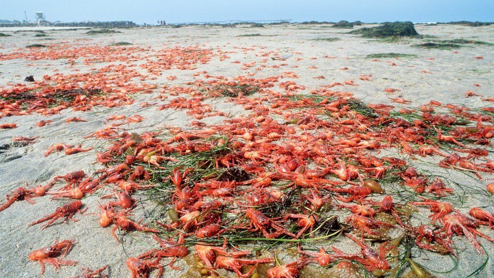 'High impacts' from globally stronger El Nino - BBC News