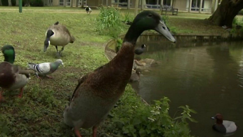 University of York's tall duck Long Boi is missing - BBC News
