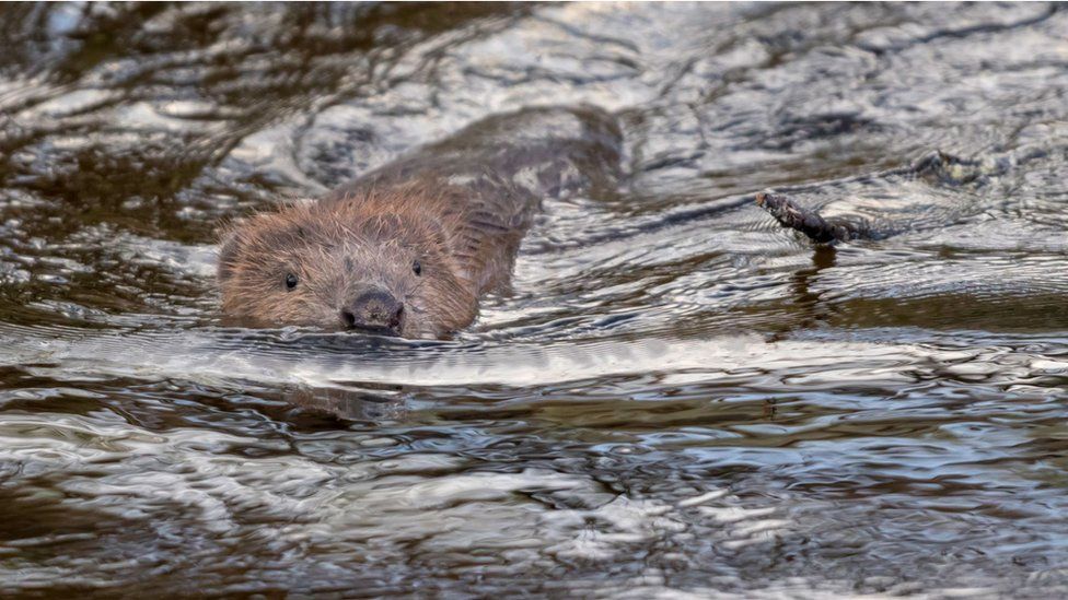 Wildlife: Beavers set to return to Hampshire for the first time in 400 ...