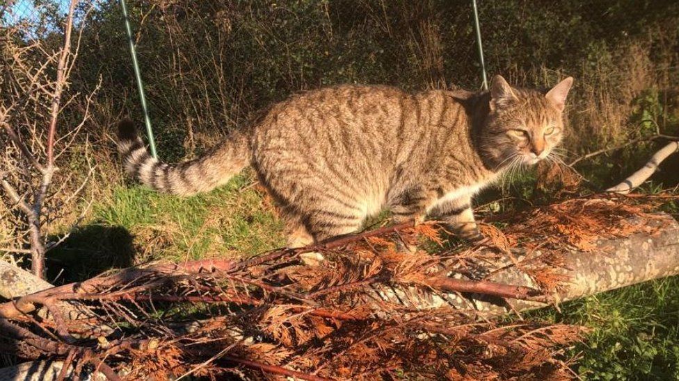 Cat seized by North Wales Police traumatised - Wildcat Haven - BBC News