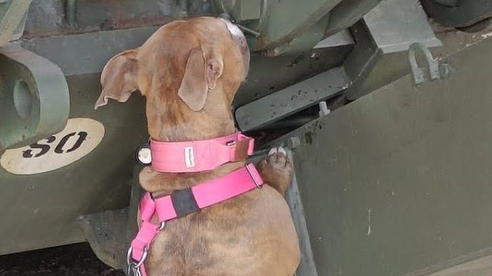 Puppy dubbed Wonky Winnie becomes champion sniffer dog - BBC News