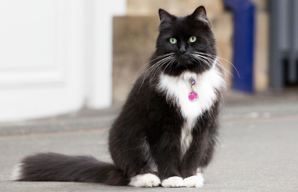 The commuter cats who became fur-mous - BBC News