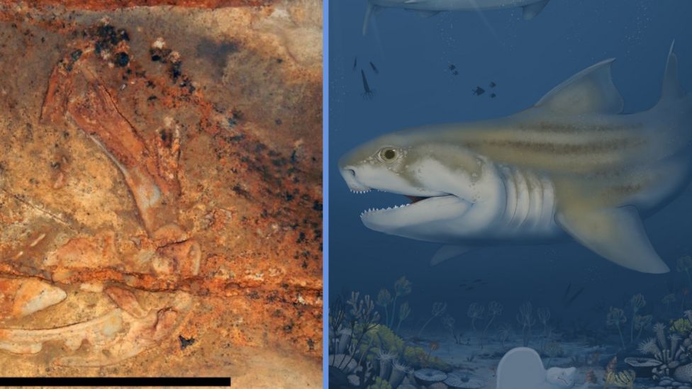 'Chinese dragon-like' ancient reptile identified - BBC Newsround