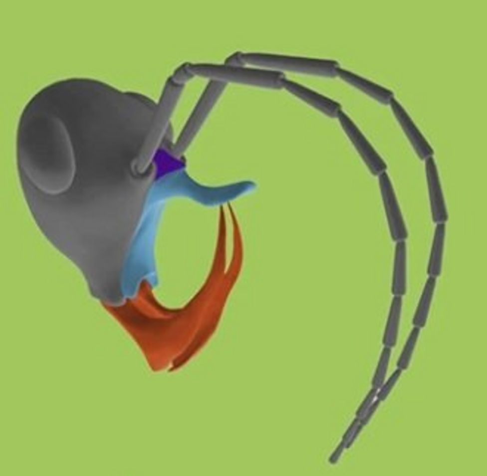 ‘Hell ant’ found in 99 million year old amber - BBC Newsround