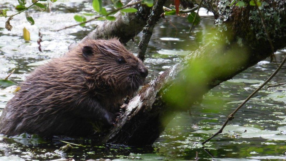 Beaver kits born in Dorset for second year running - BBC News