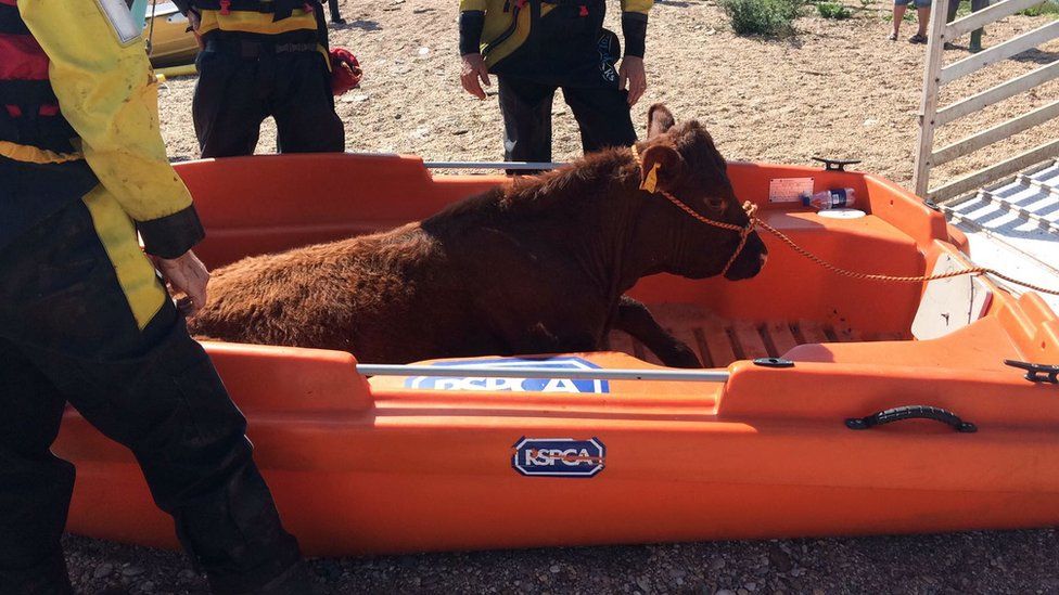 Cow rescued after nine days at bottom of Devon cliffs - BBC News
