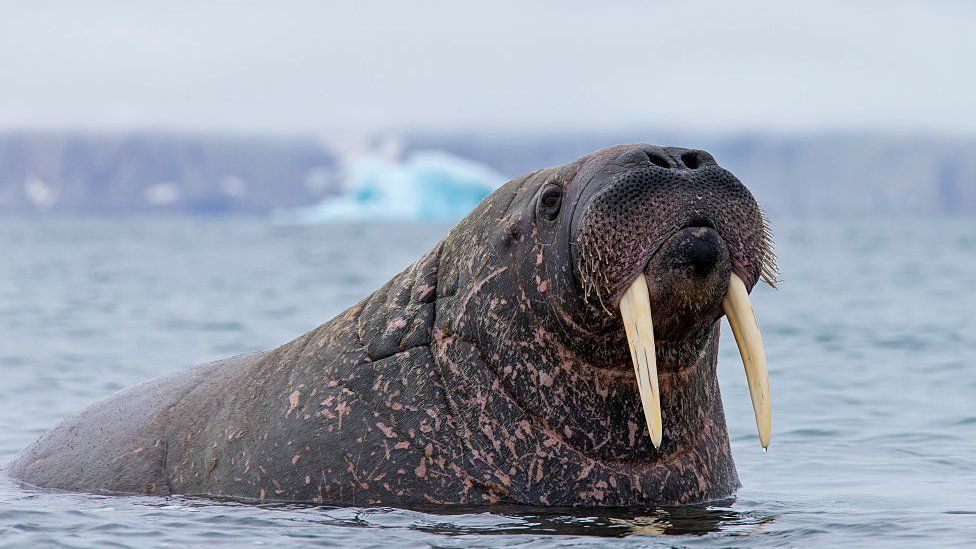 World Walrus Day: Find out more about the Arctic icons - BBC Newsround