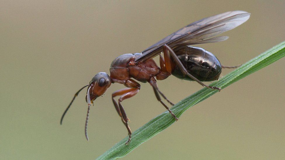 Ants use Sun and memories to navigate - BBC News