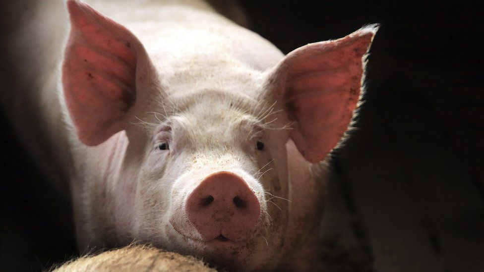 'GM could make pig organs for humans' - BBC News