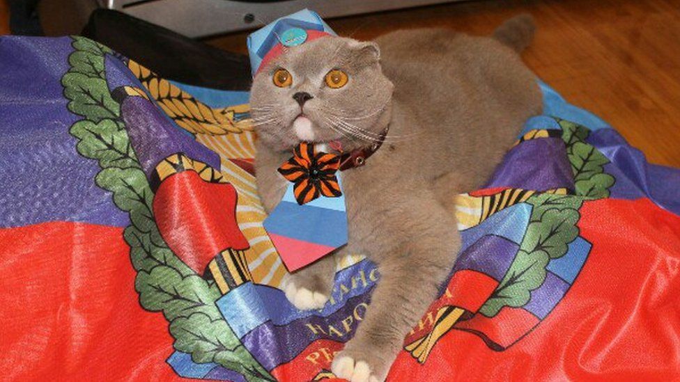 Ukraine separatists crown 'most patriotic cat' - BBC News