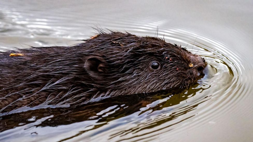 Suffolk's beavers back for the 'first time in 400 years' - BBC News