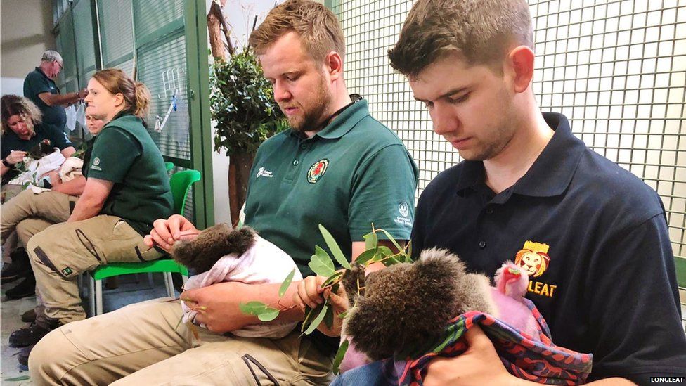 Australia bushfires: Longleat koala keepers return from support trip ...