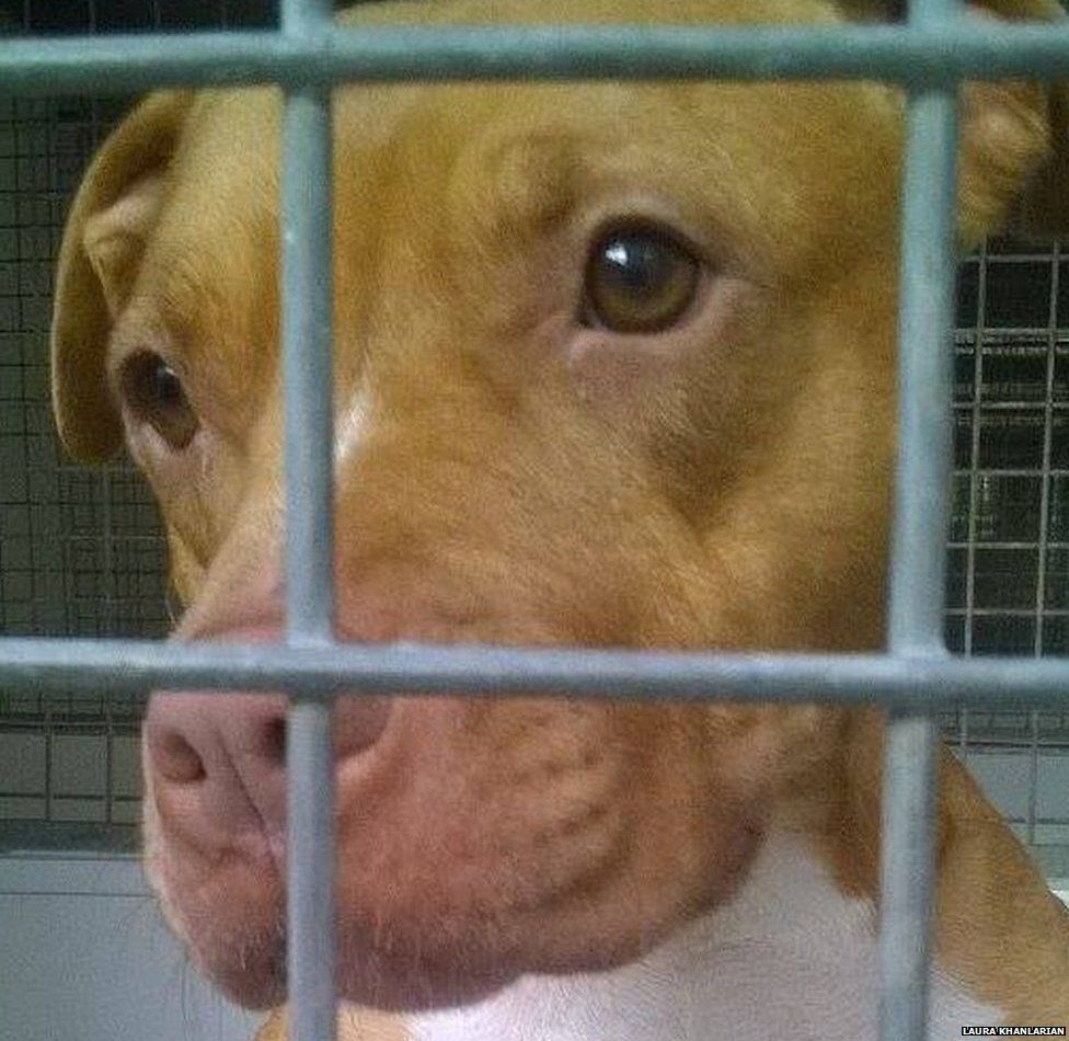 Caged dog Stella exercised after being held for two years - BBC News