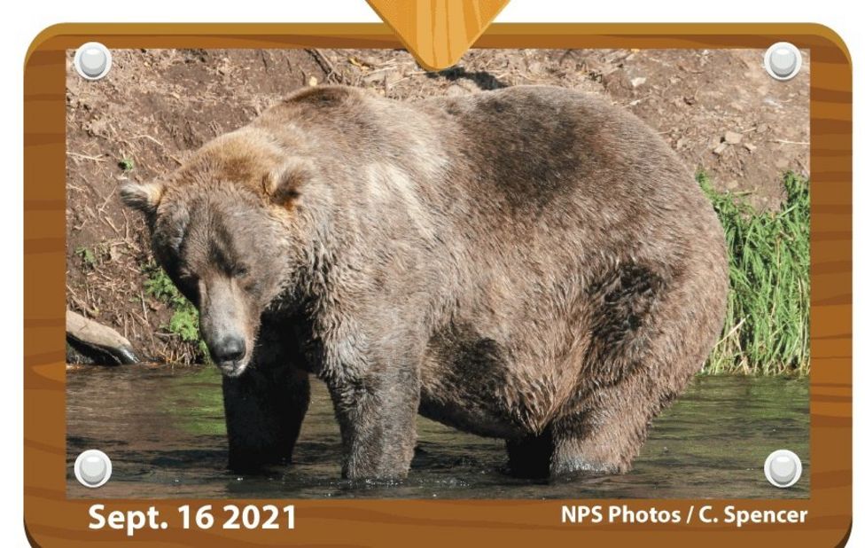 Fat Bear Week: Meet 480 Otis, winner of Alaska's unusual contest - BBC ...