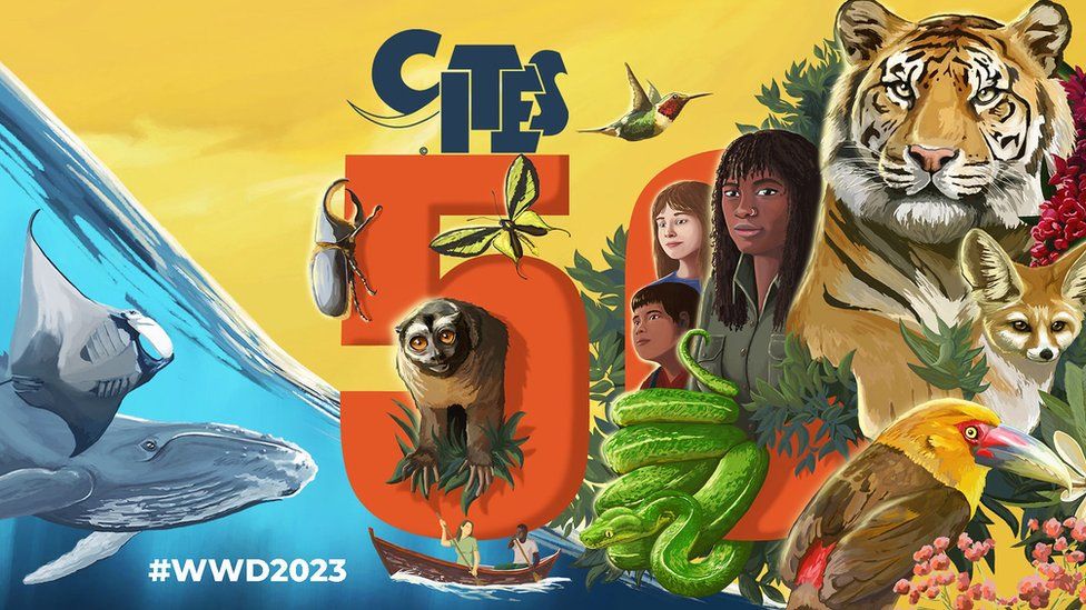 World Wildlife Day: Look after nature near you - BBC Newsround