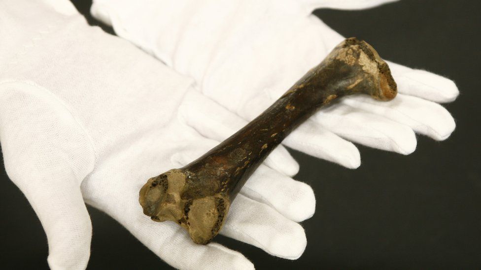 Dodo bone sells for £3,800 at Stansted auction - BBC News