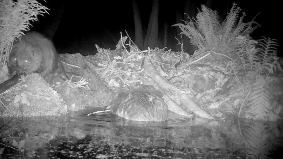 Holnicote Estate beaver: Rashford celebrates first birthday - BBC News