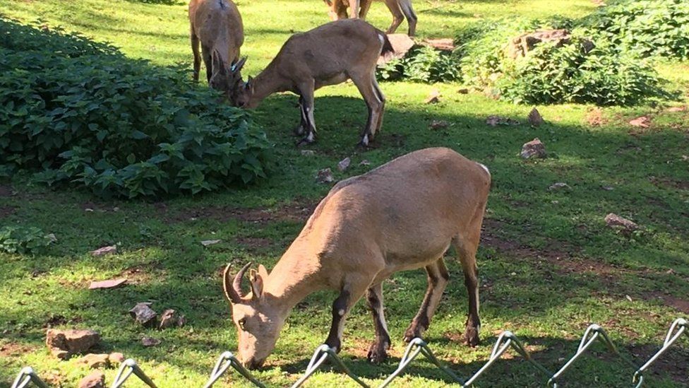 Escaped goat-antelope returns to Paignton Zoo - BBC News