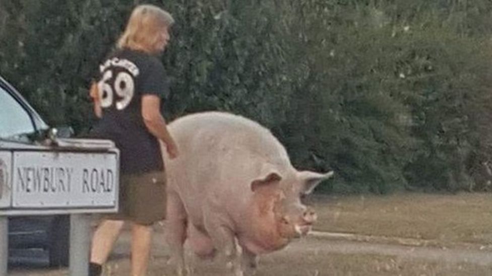 Ipswich escapologist pig Pog goes on run again - BBC News