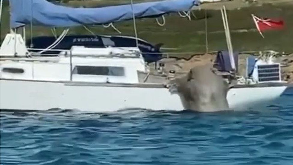 Isles of Scilly: Wally the walrus spotted off beach - BBC News