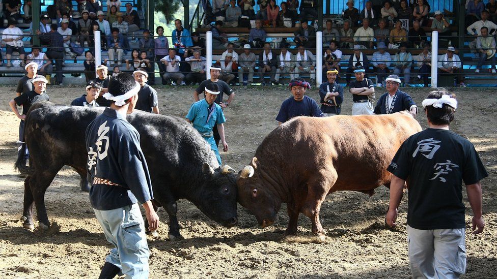 Japan bullfighting: Women allowed into 'pure' ring after ban lifted ...