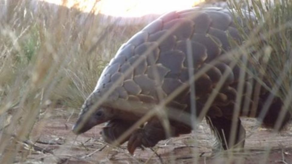 Poaching pushes pangolin closer to extinction - BBC News